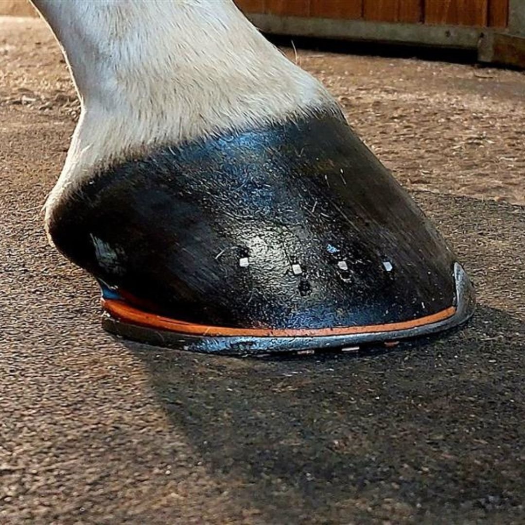 Vettec