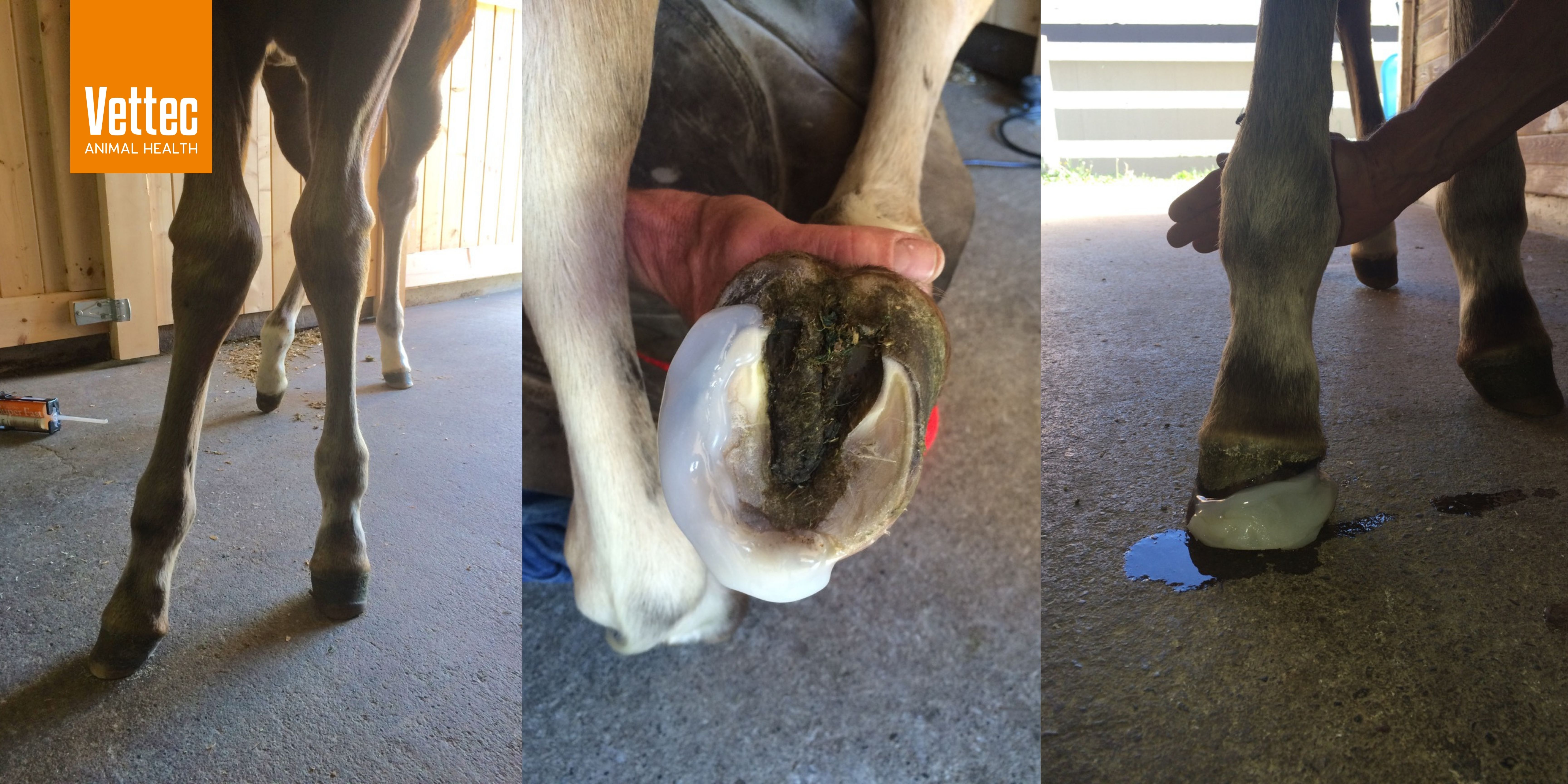Deformities in foals